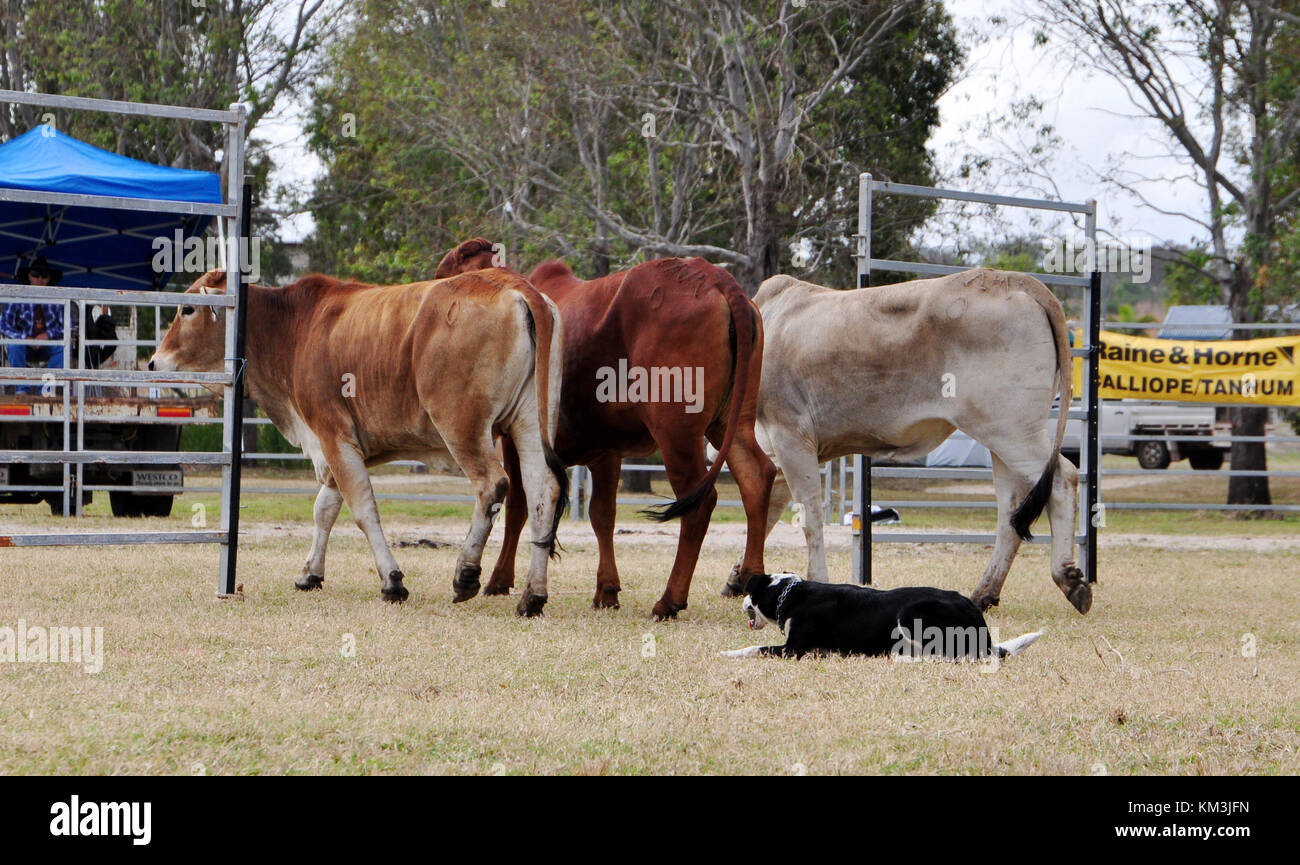 CATTLE DOGS AT WORK ROUNDING UP CATTLE IN AUSTRALIA Stock Photo - Alamy