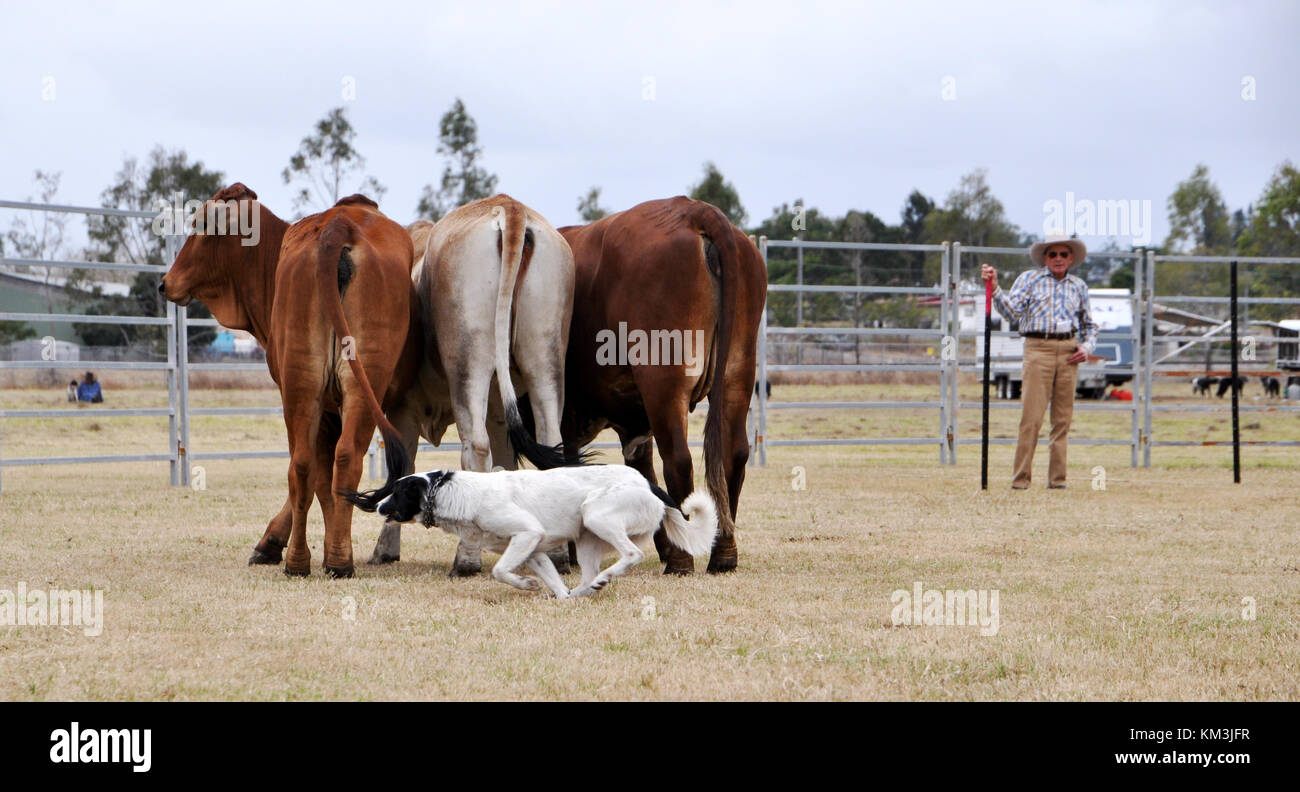 CATTLE DOGS AT WORK ROUNDING UP CATTLE IN AUSTRALIA Stock Photo - Alamy