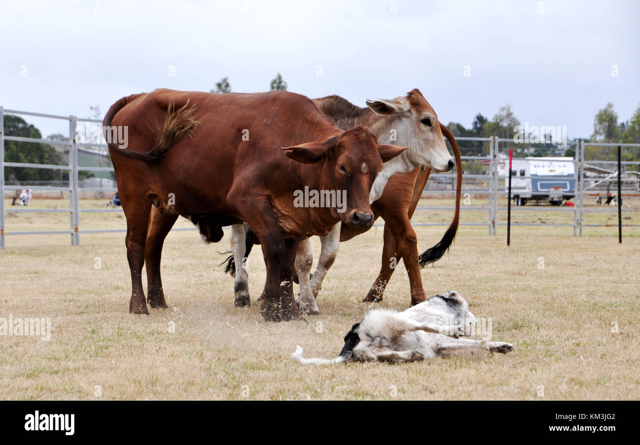 Cattle dogs rounding up cattle hi-res stock photography and images - Alamy
