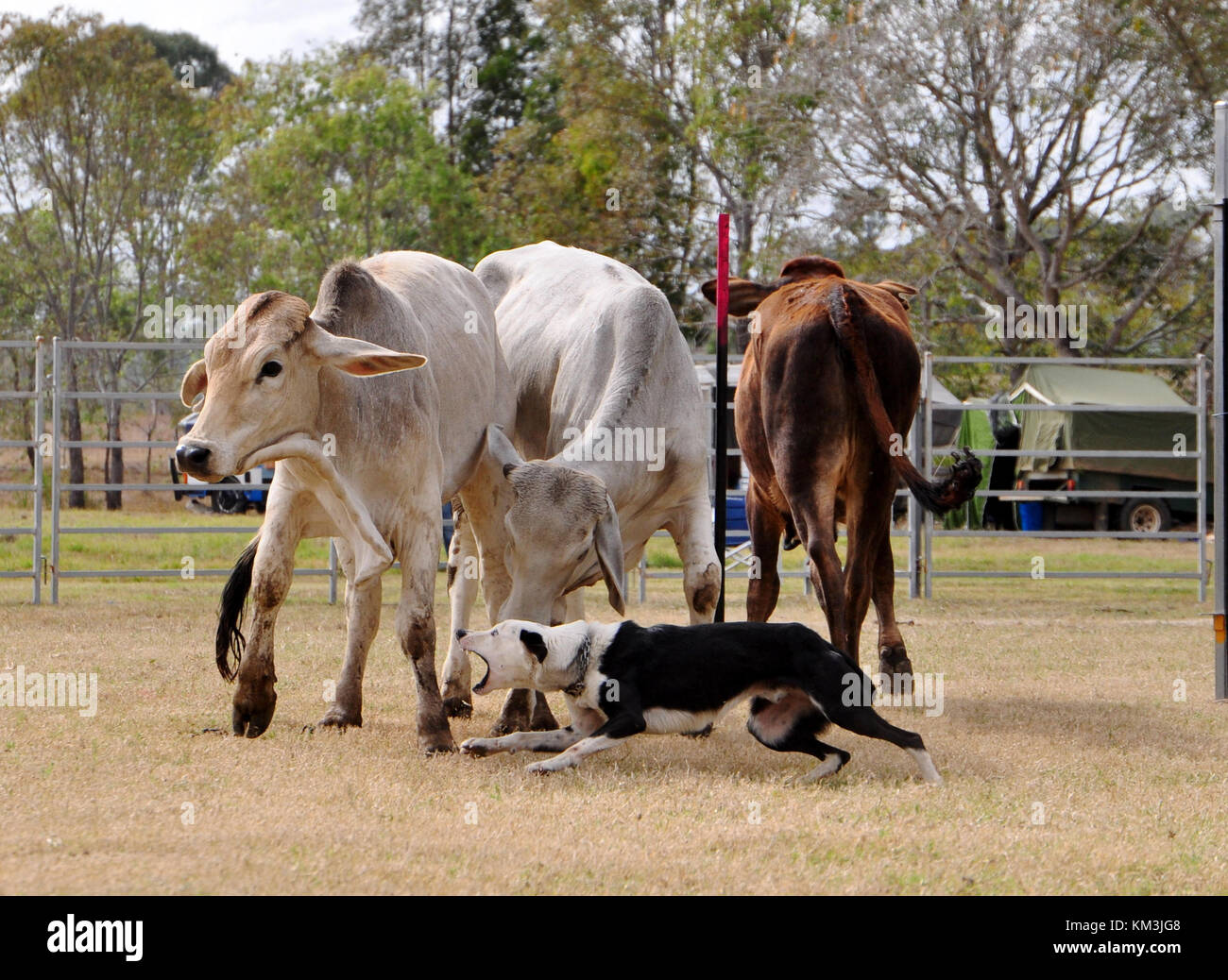 CATTLE DOGS AT WORK ROUNDING UP CATTLE IN AUSTRALIA Stock Photo - Alamy