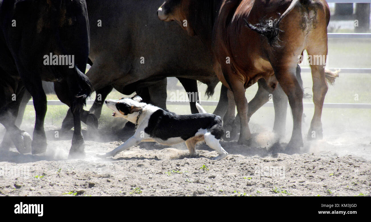 CATTLE DOGS AT WORK ROUNDING UP CATTLE IN AUSTRALIA Stock Photo - Alamy