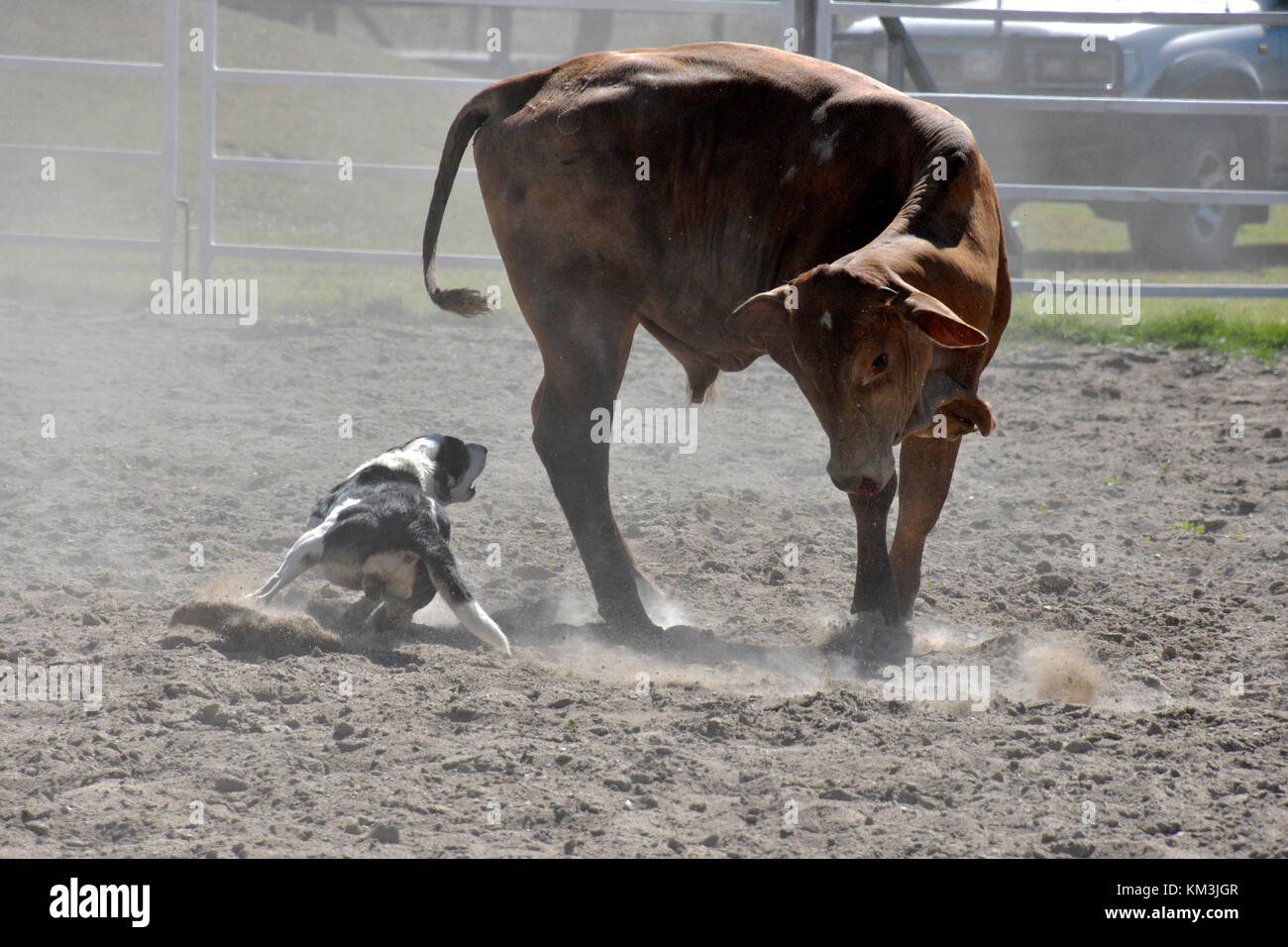 CATTLE DOGS AT WORK ROUNDING UP CATTLE IN AUSTRALIA Stock Photo - Alamy