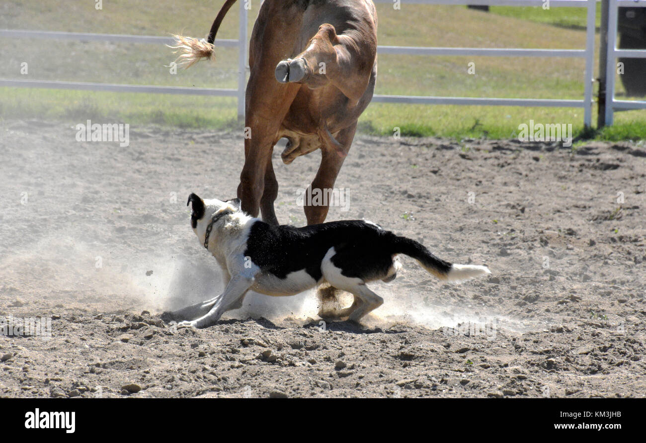 CATTLE DOGS AT WORK ROUNDING UP CATTLE IN AUSTRALIA Stock Photo - Alamy