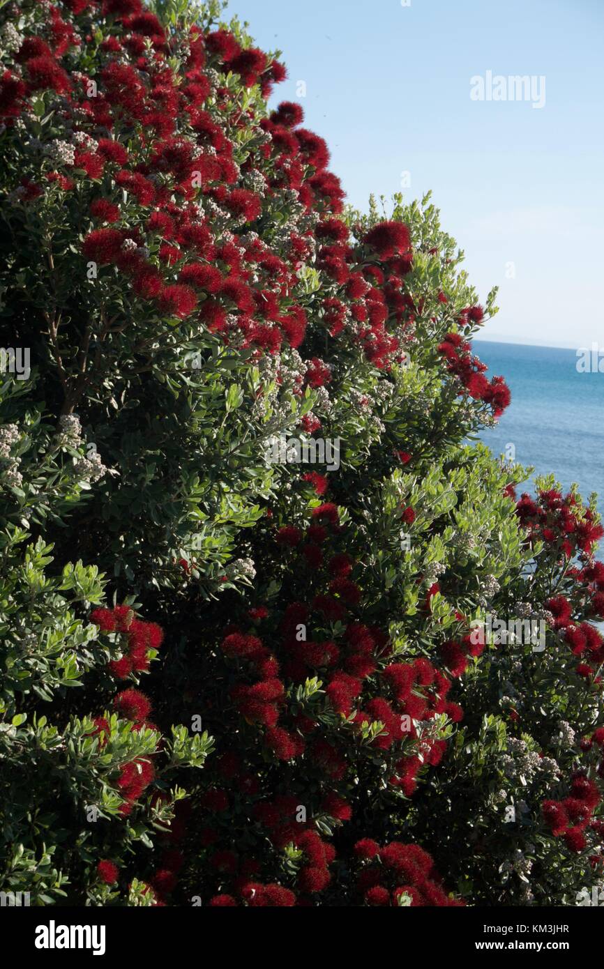 Flowering Red Christmas Tree Stock Photo - Alamy
