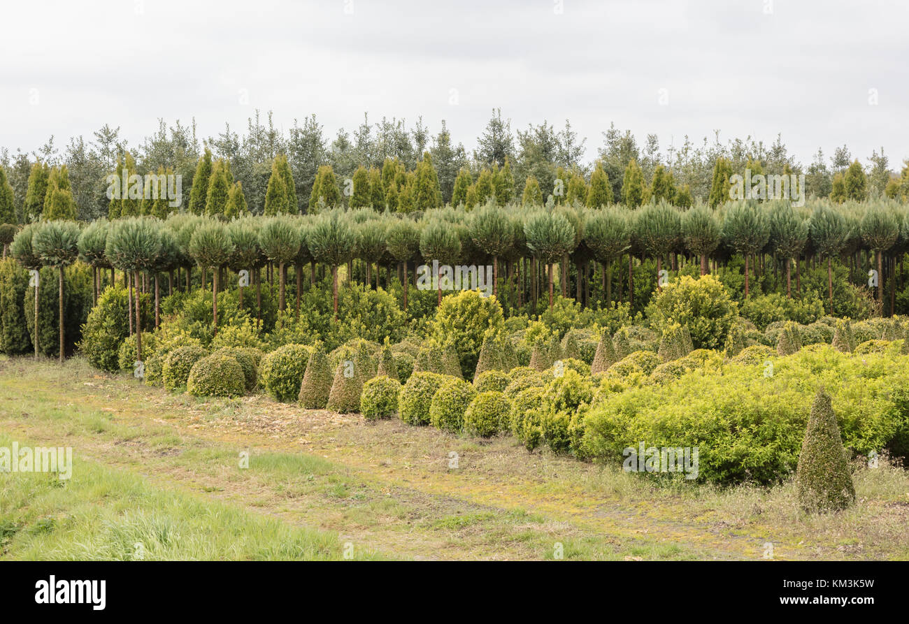 Plantation in the Netherlands - Growing trees for selling Stock Photo ...