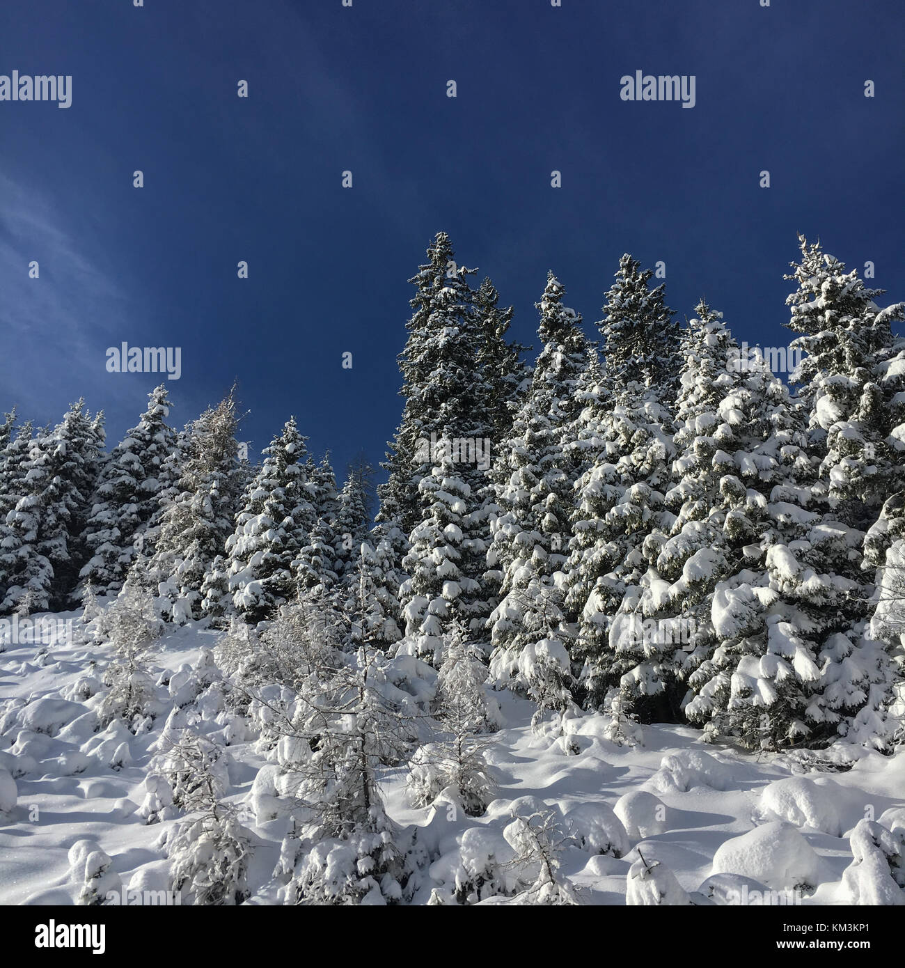 Firs covered snow on hi-res stock photography and images - Alamy
