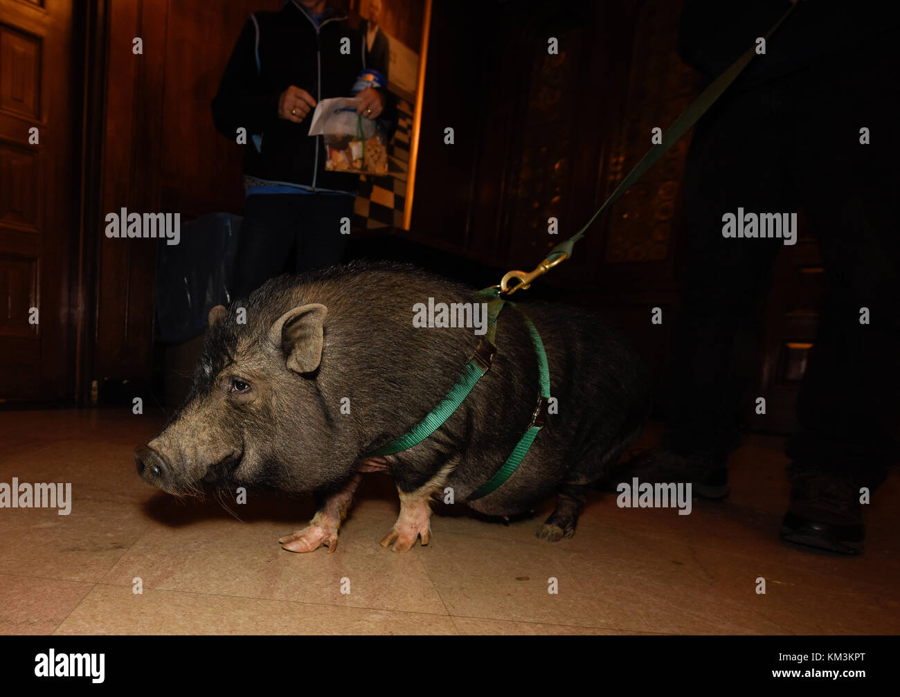 New York City, United States. 03rd Dec, 2017. Pig "Wilma" takes her ...