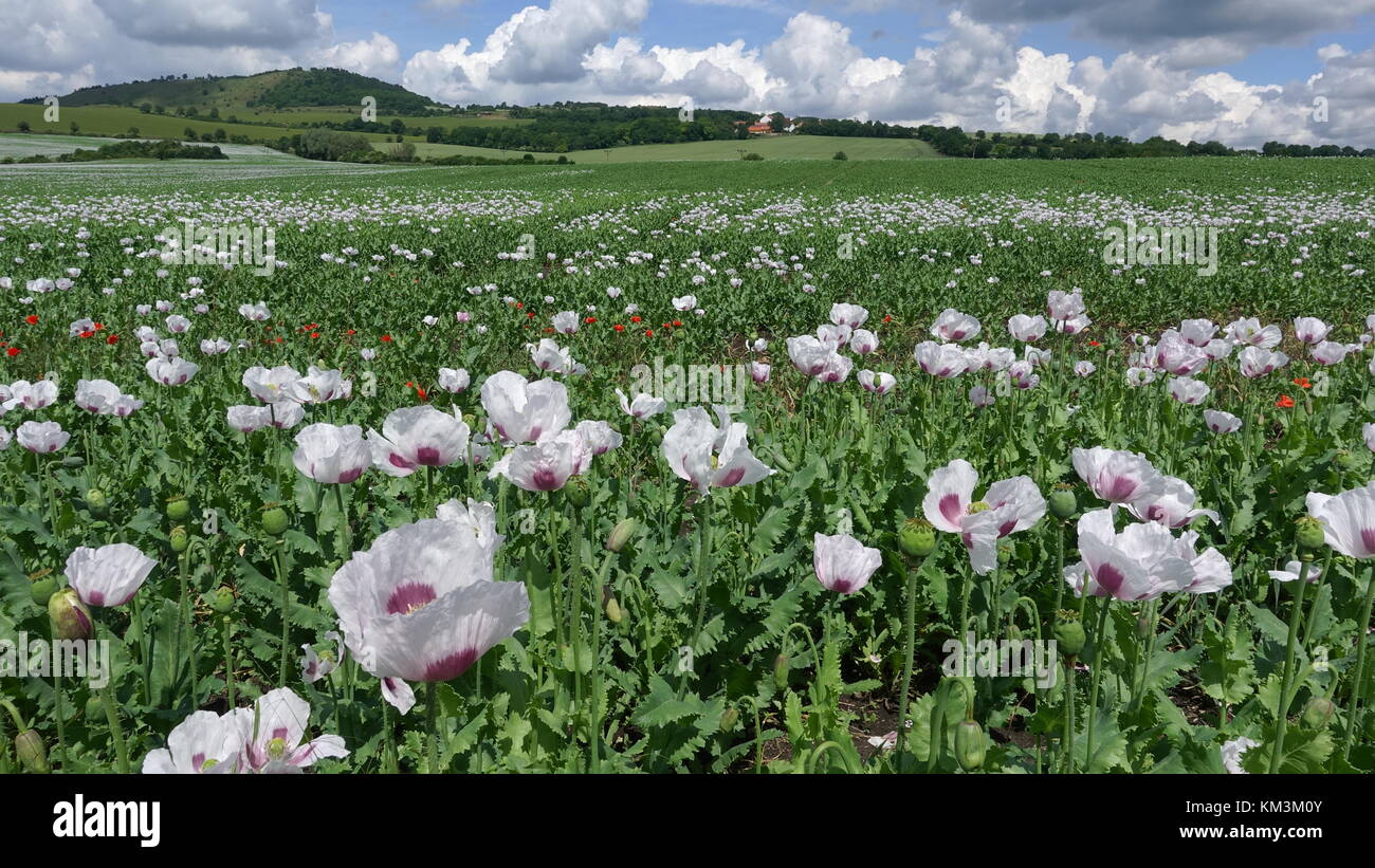 Seed flowers hi-res stock photography and images - Alamy