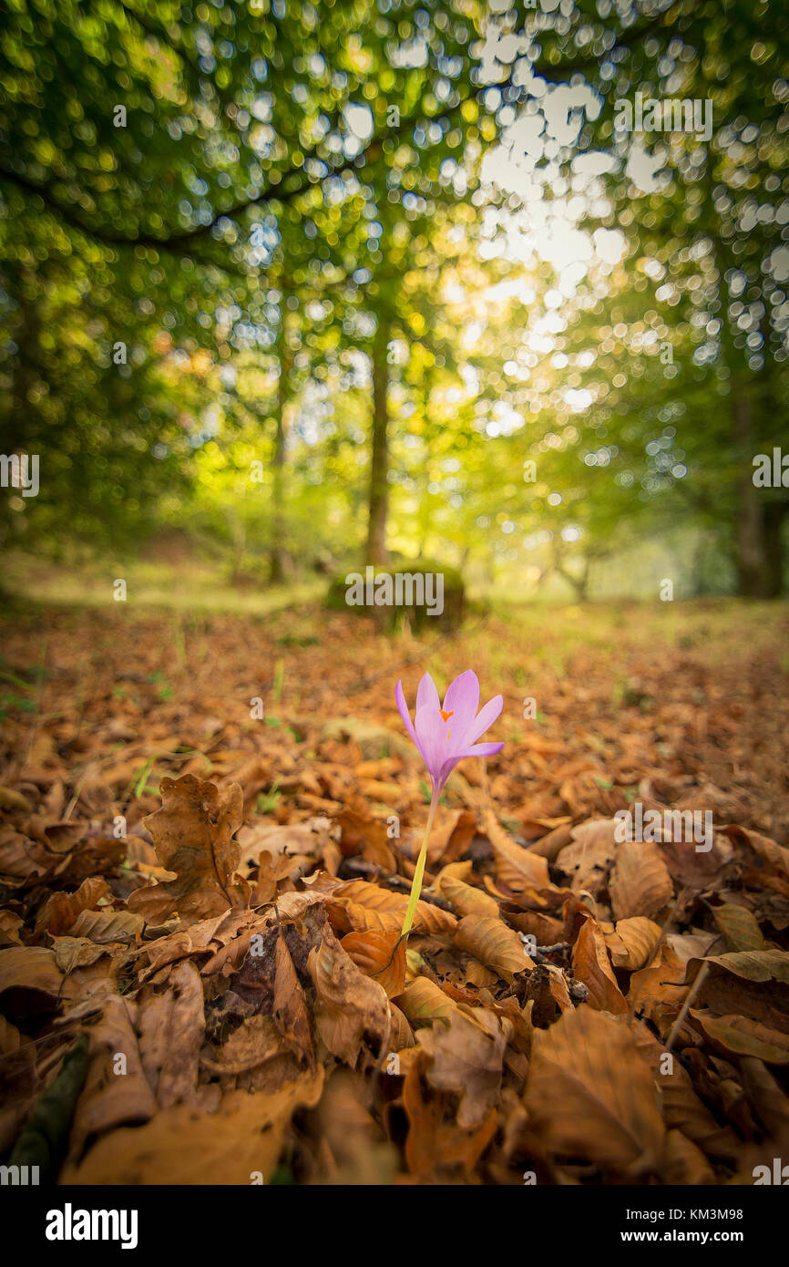 Autumn, live and death Stock Photo - Alamy