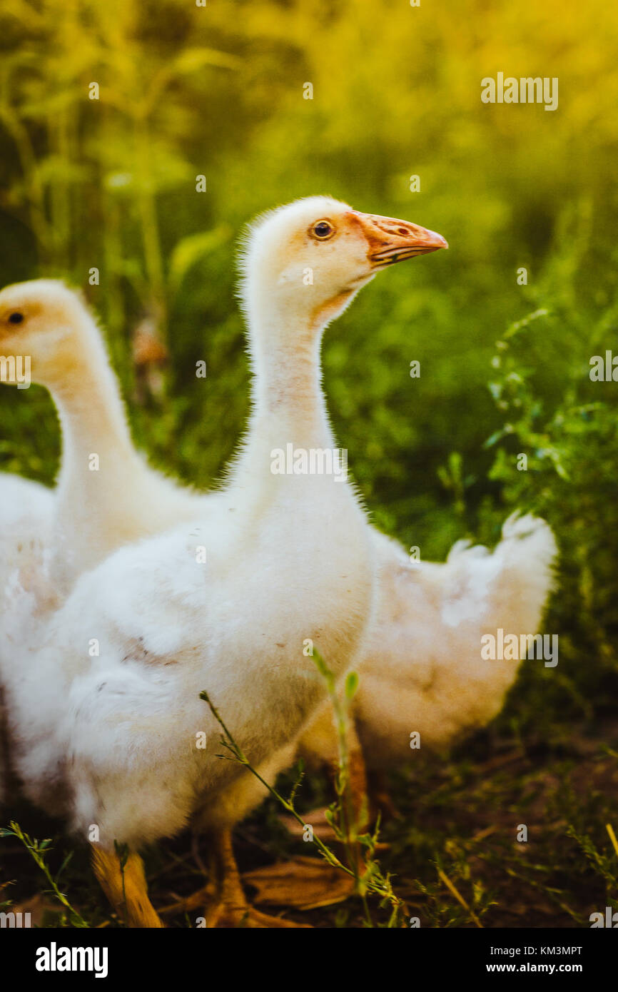 Five young goose together sit in the grass Stock Photo - Alamy