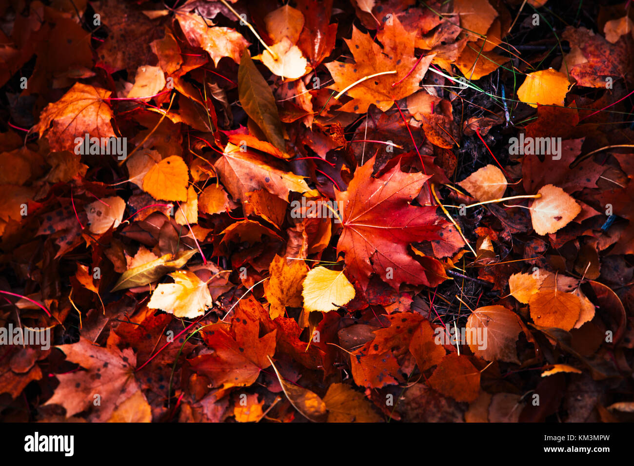 autumn leaves are large in the forest Stock Photo - Alamy