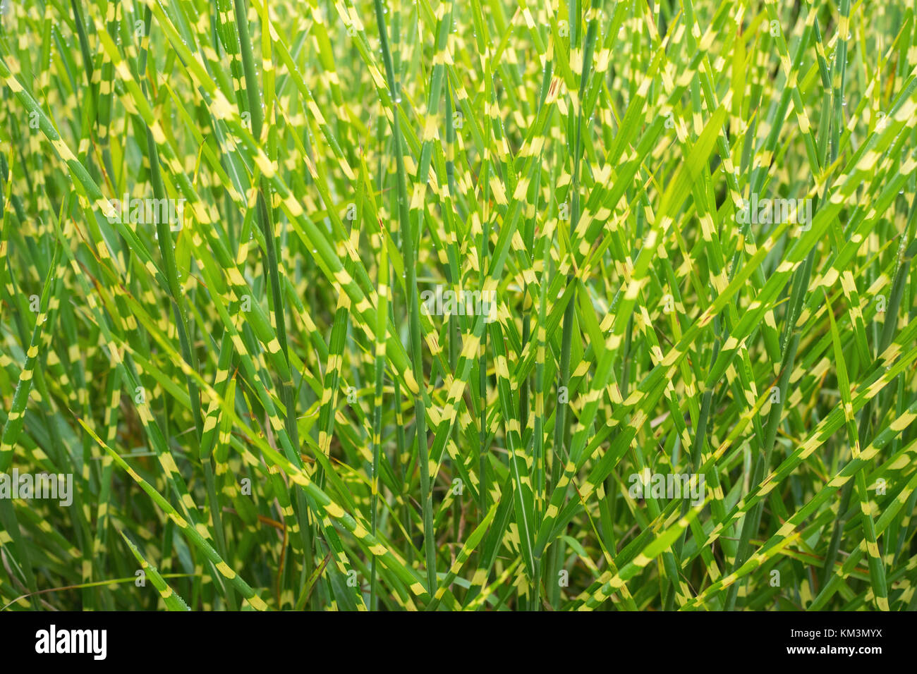 Thin lawn hi-res stock photography and images - Alamy