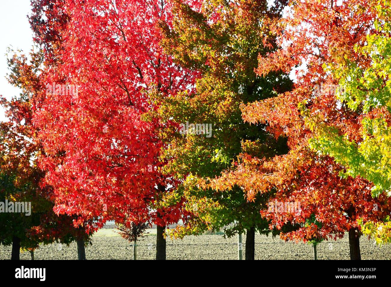 The colors of autumn Stock Photo - Alamy