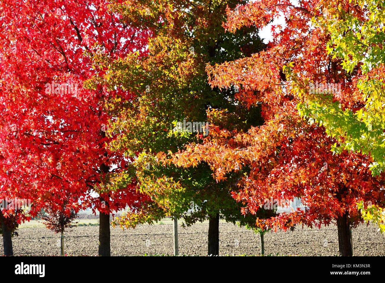 The colors of autumn Stock Photo - Alamy