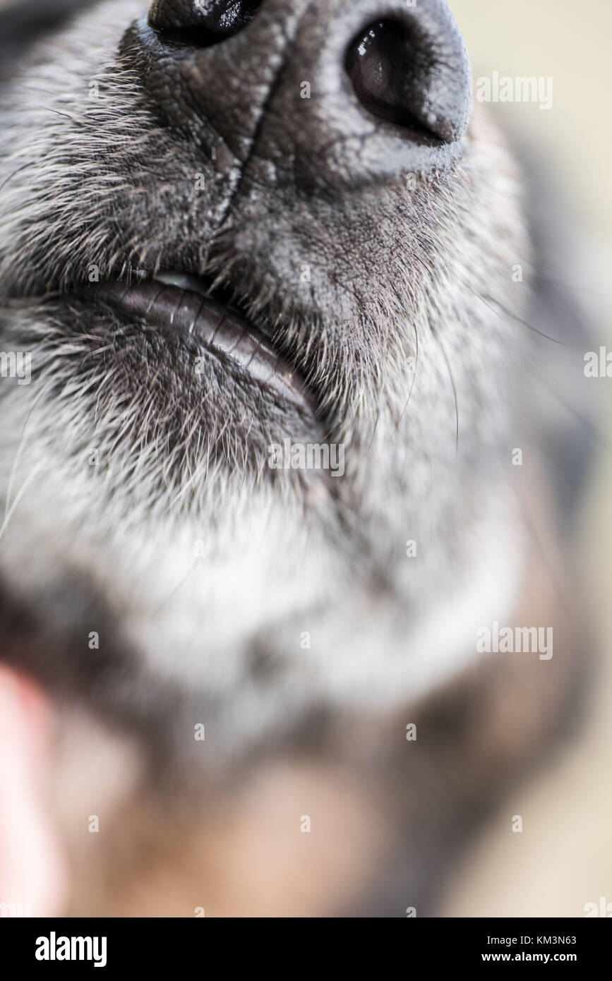 Sad old dog Stock Photo - Alamy