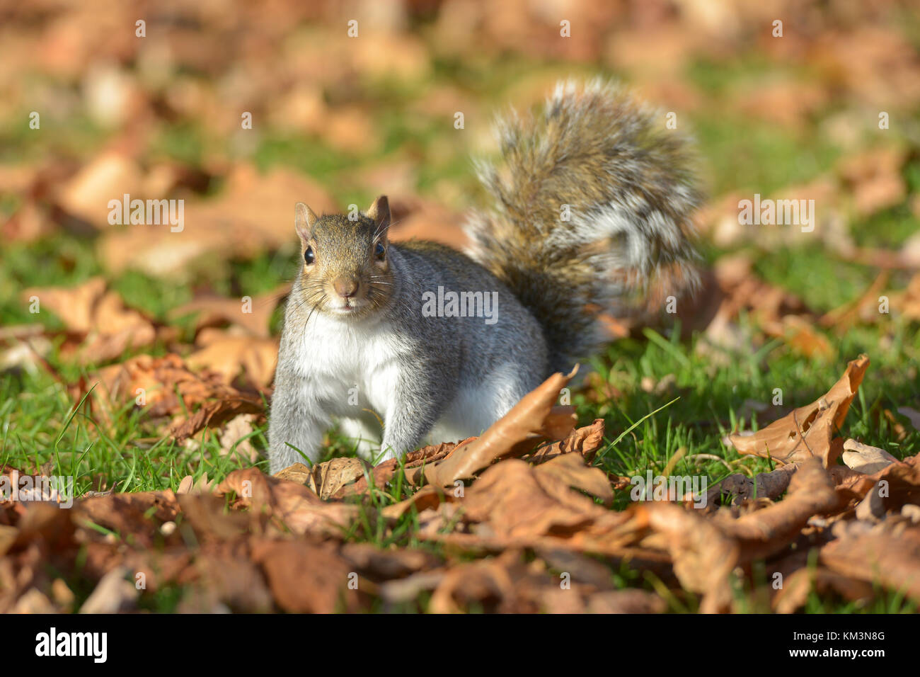 Invasive grey squirrel hi-res stock photography and images - Alamy