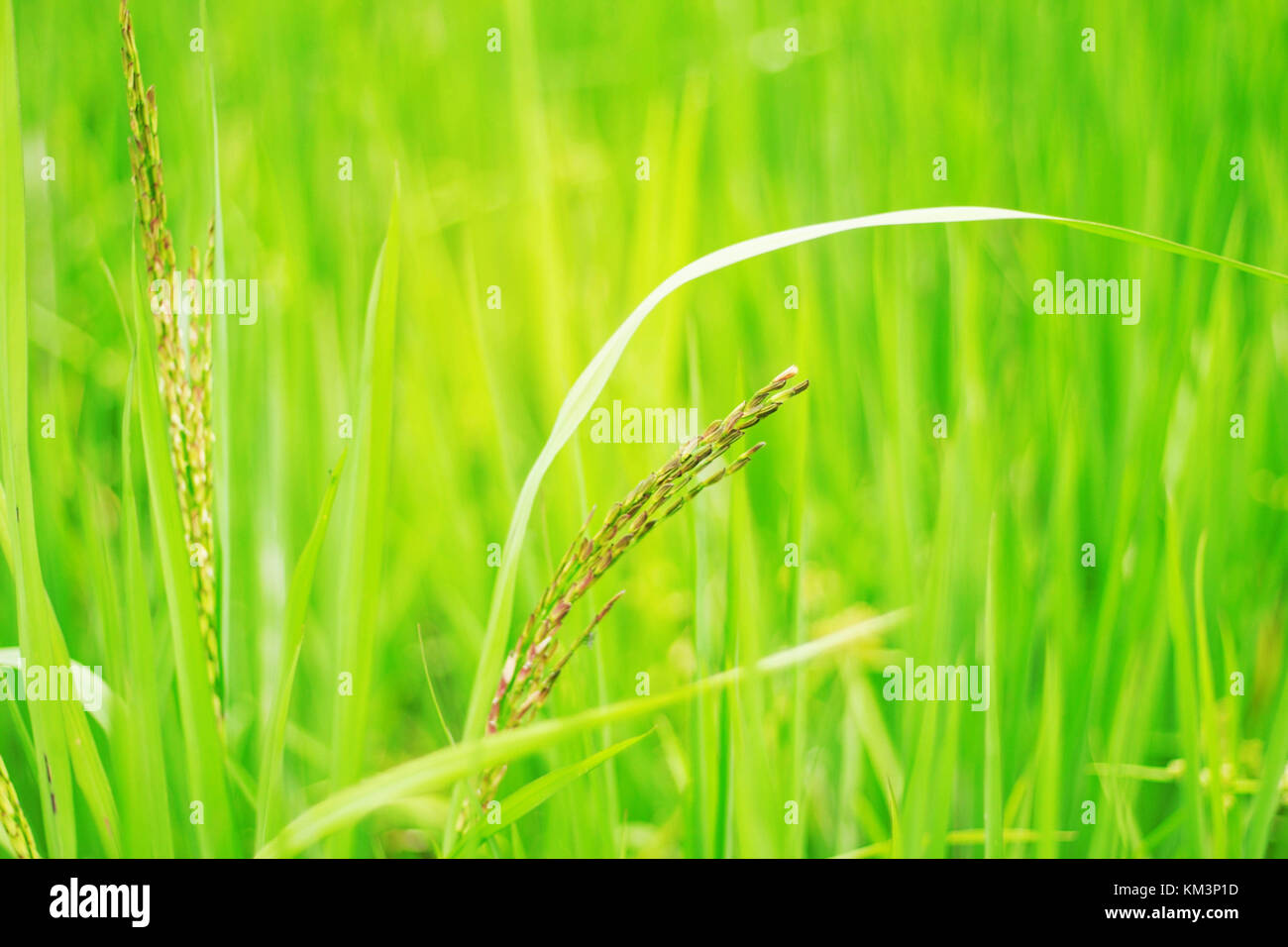 Rice growing in the field with green nature Stock Photo - Alamy