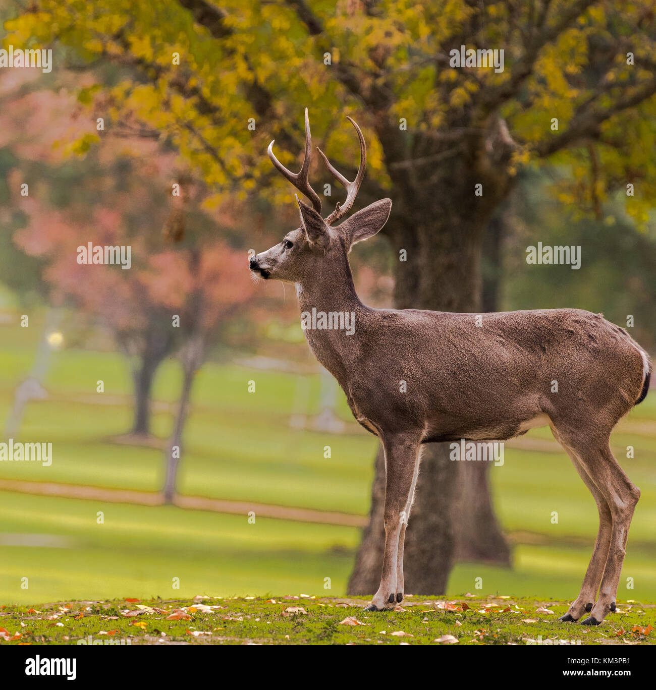 Deer on golf course hi-res stock photography and images - Alamy