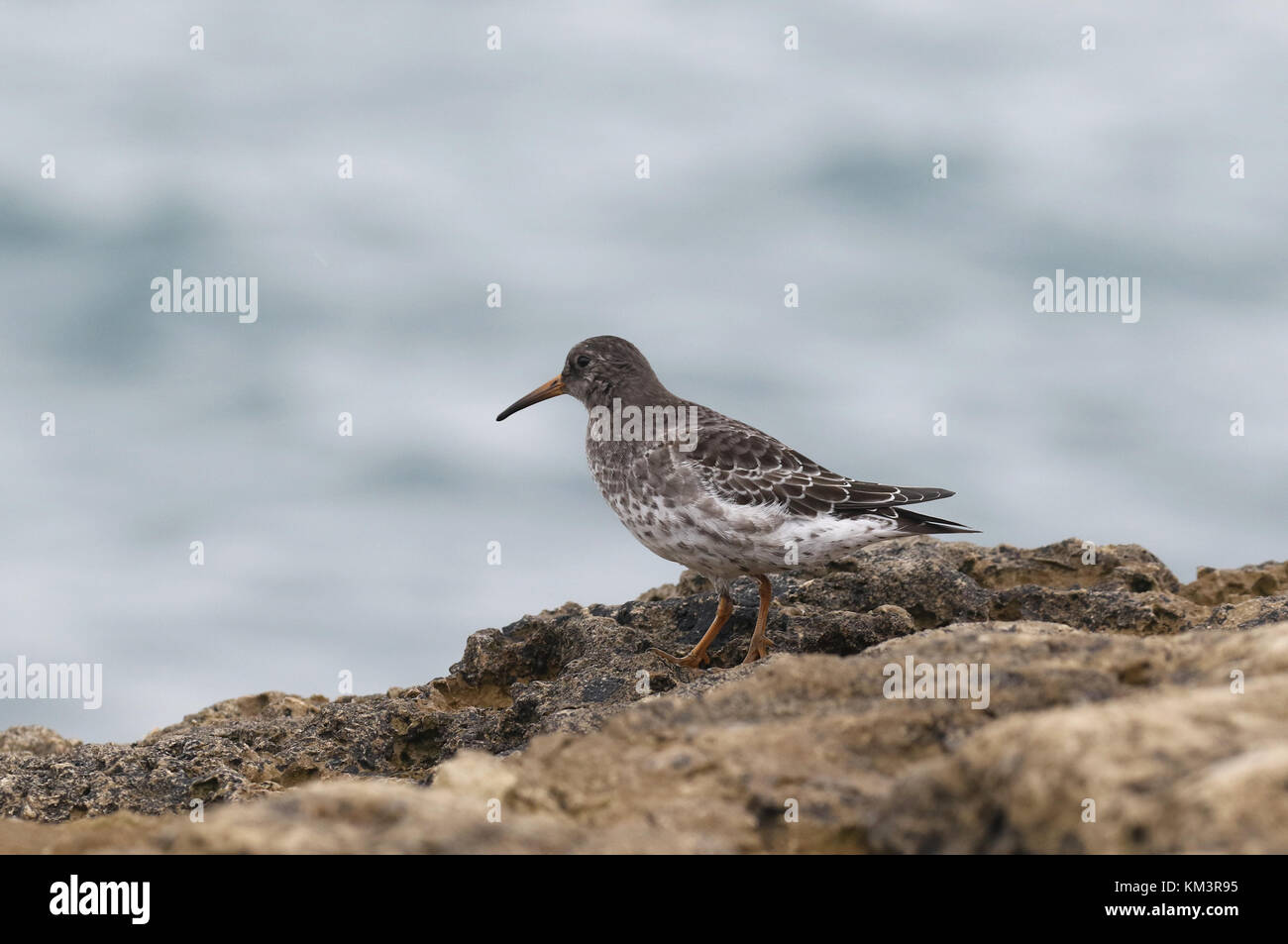 Purple sandpiper uk winter hi-res stock photography and images - Alamy