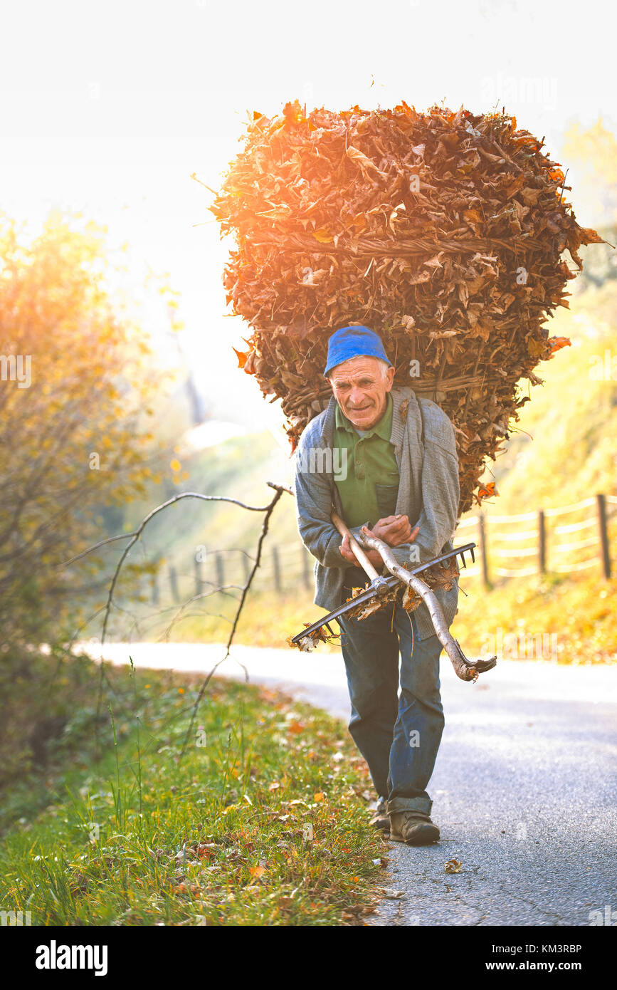 SERINA, ITALY - November 11, 2017: Farmer with a leafy basketel is ...