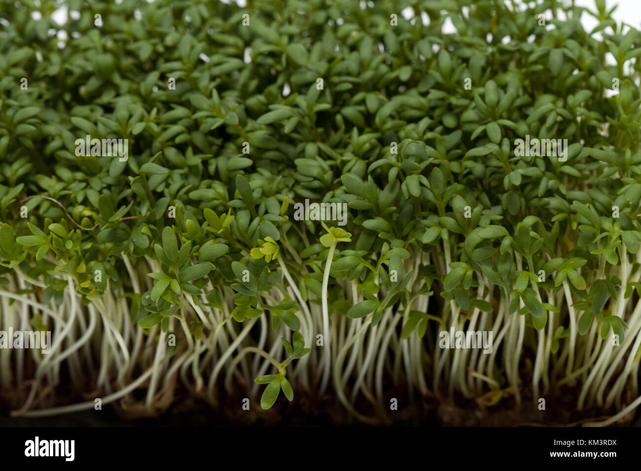 Cress seedlings isolated on white backgroun Stock Photo - Alamy