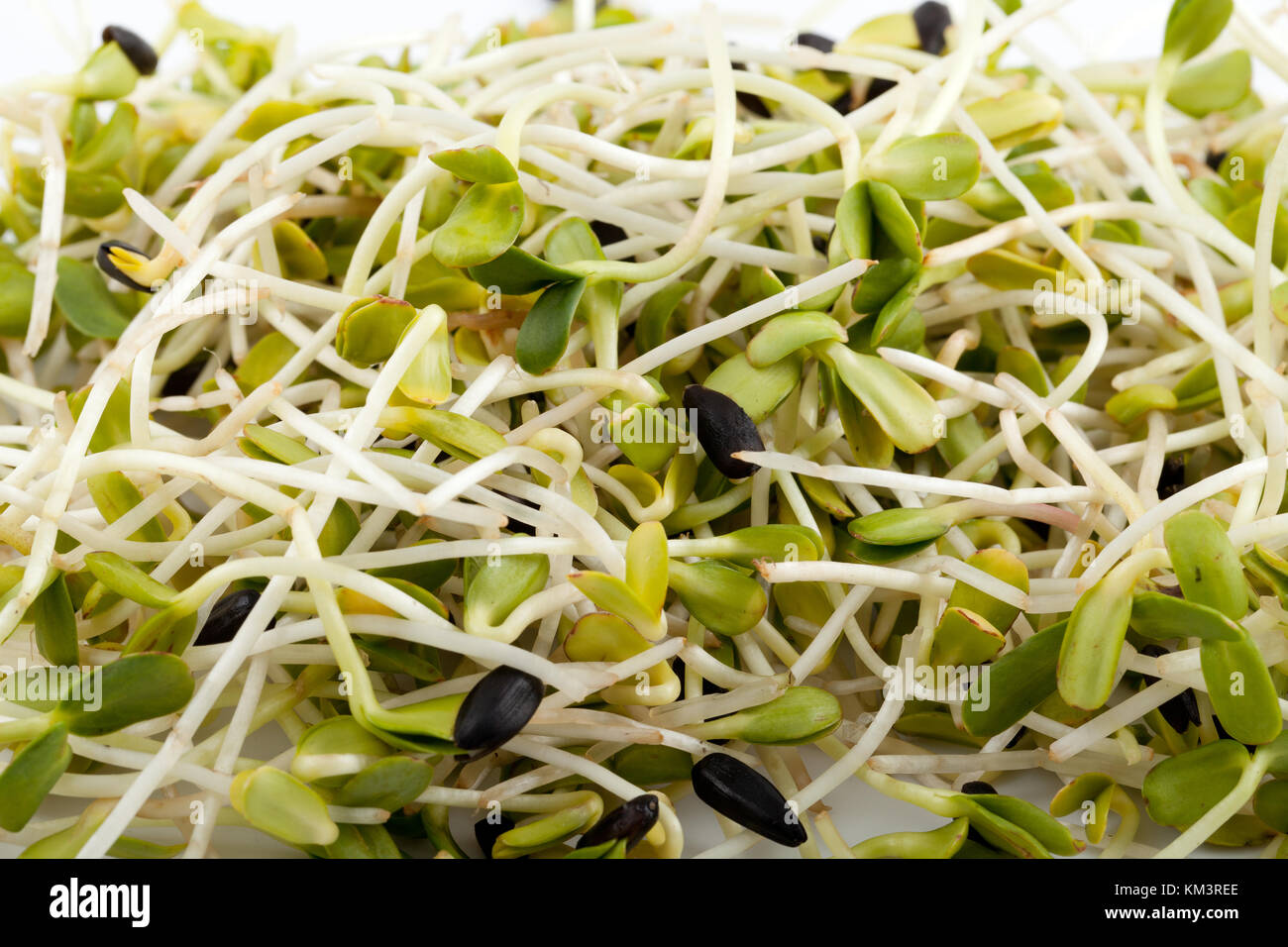 Fresh alfalfa sprouts isolated on white background Stock Photo - Alamy