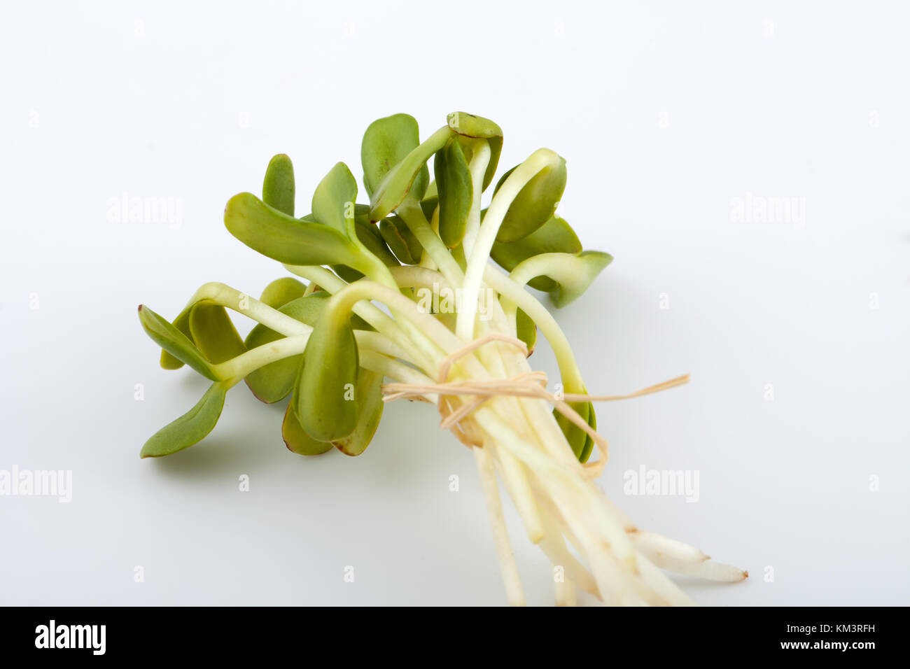 Fresh alfalfa sprouts isolated on white background Stock Photo - Alamy