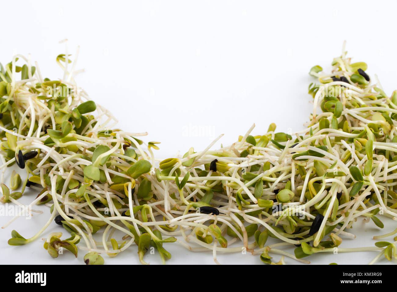 Fresh alfalfa sprouts isolated on white background Stock Photo - Alamy