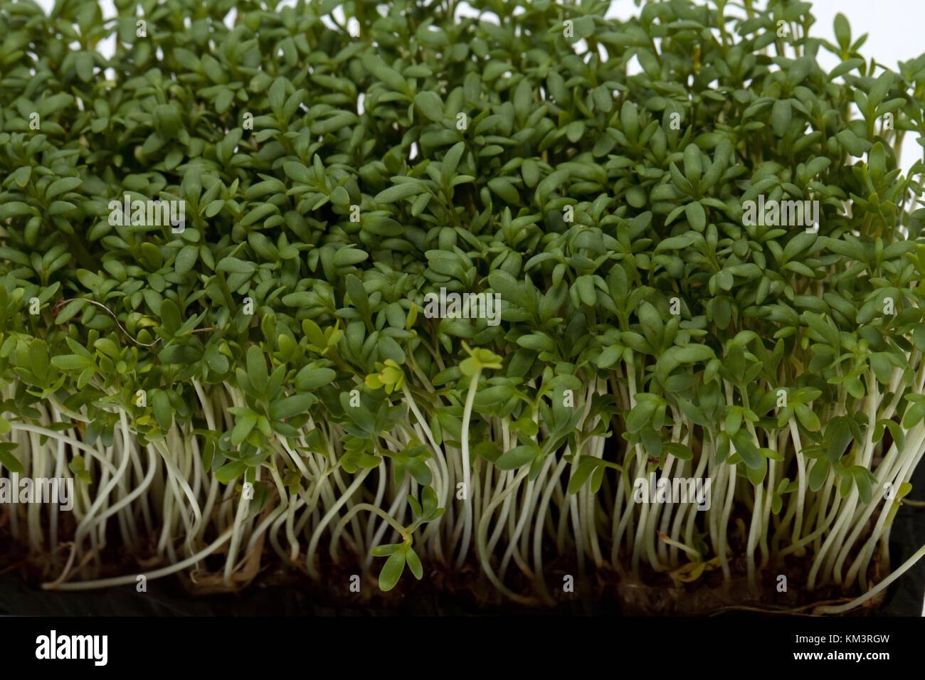 Cress seedlings isolated on white backgroun Stock Photo - Alamy