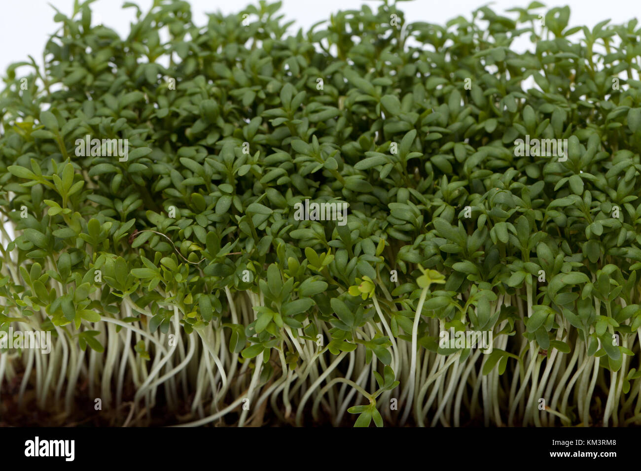Cress seedlings isolated on white backgroun Stock Photo - Alamy