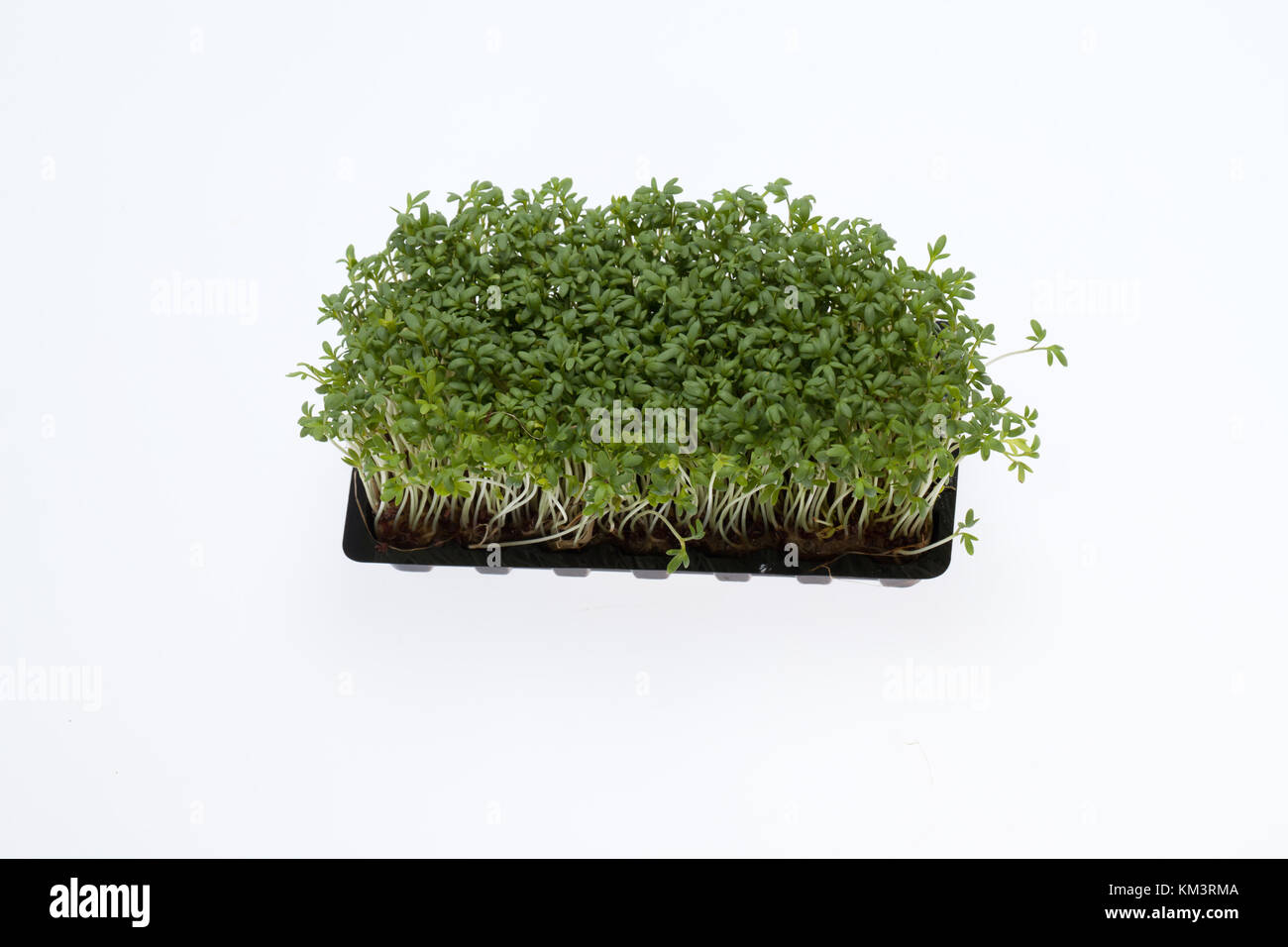 Cress seedlings isolated on white backgroun Stock Photo - Alamy