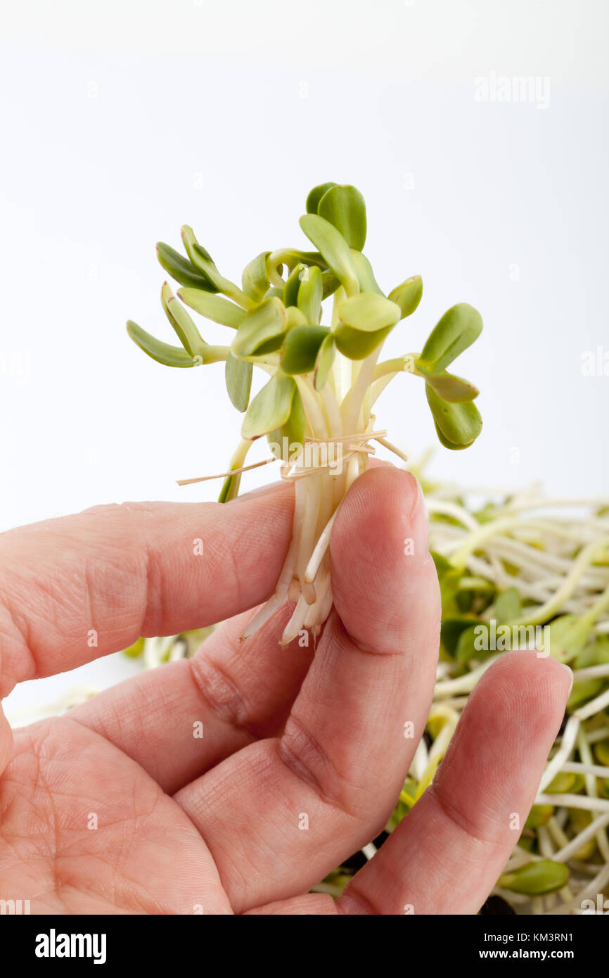 Fresh alfalfa sprouts isolated on white background Stock Photo - Alamy