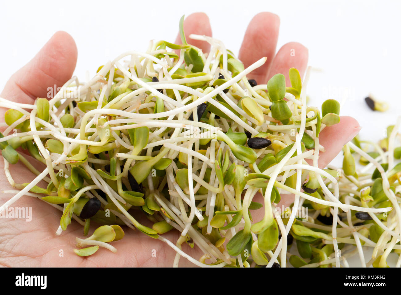 Fresh alfalfa sprouts isolated on white background Stock Photo - Alamy