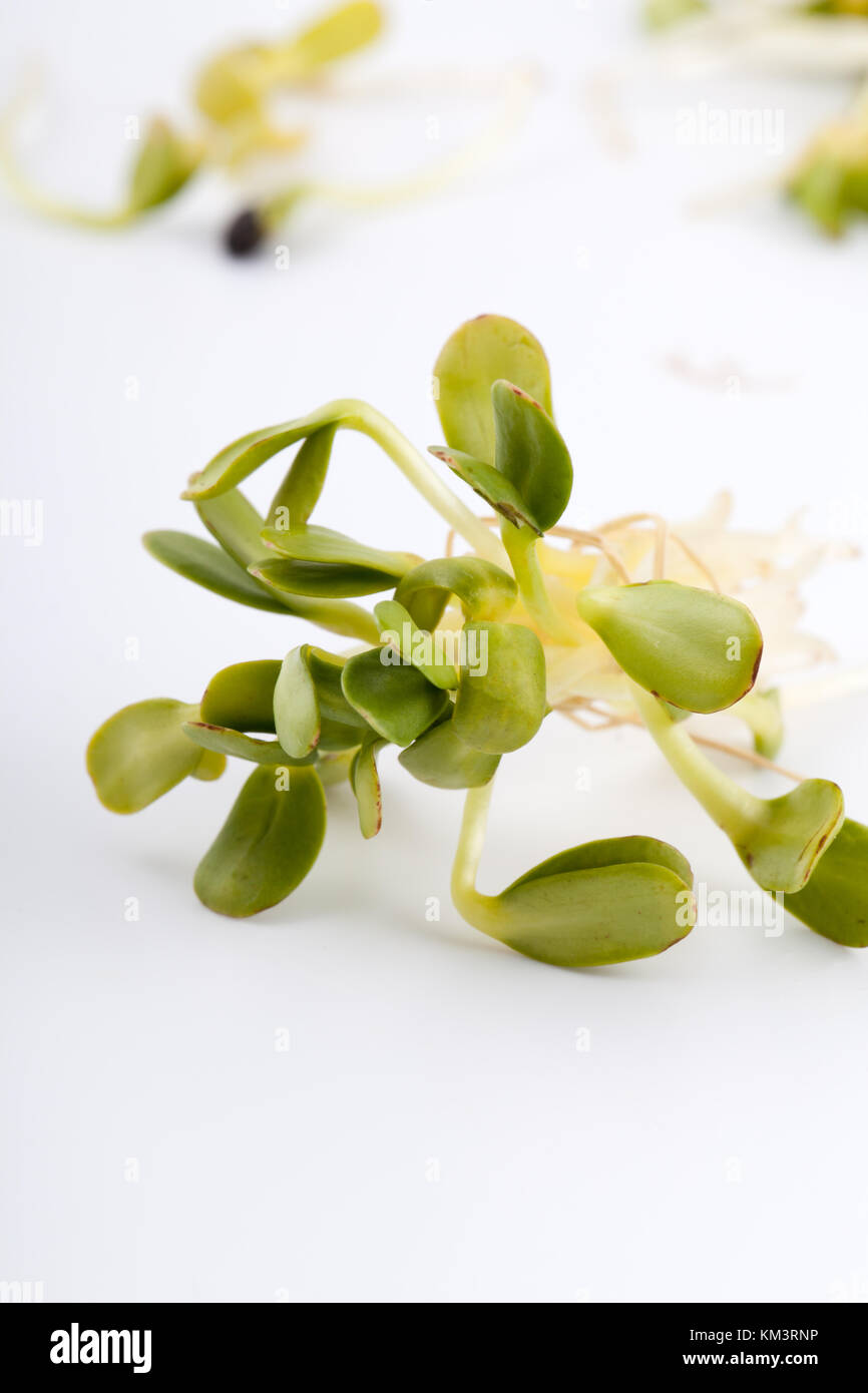 Fresh alfalfa sprouts isolated on white background Stock Photo - Alamy