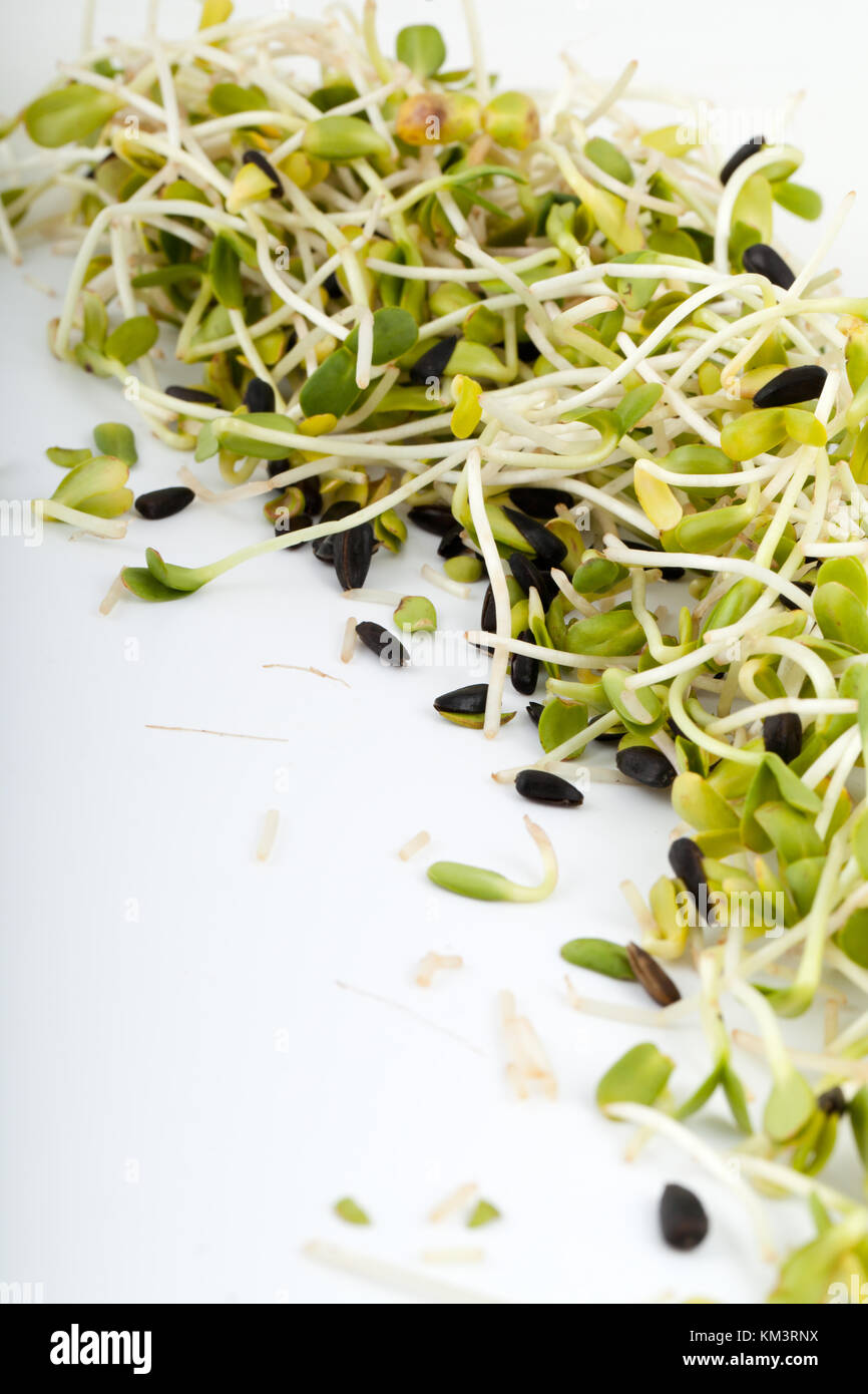 Fresh alfalfa sprouts isolated on white background Stock Photo - Alamy