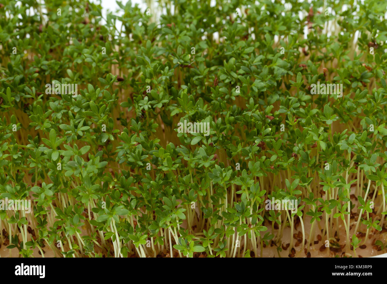 Cress seedlings isolated on white background Stock Photo - Alamy