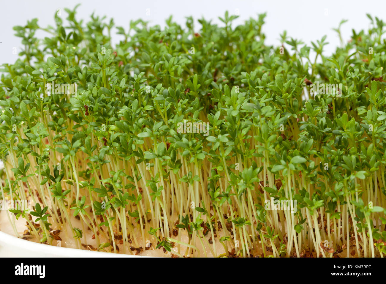 Cress seedlings isolated on white background Stock Photo - Alamy