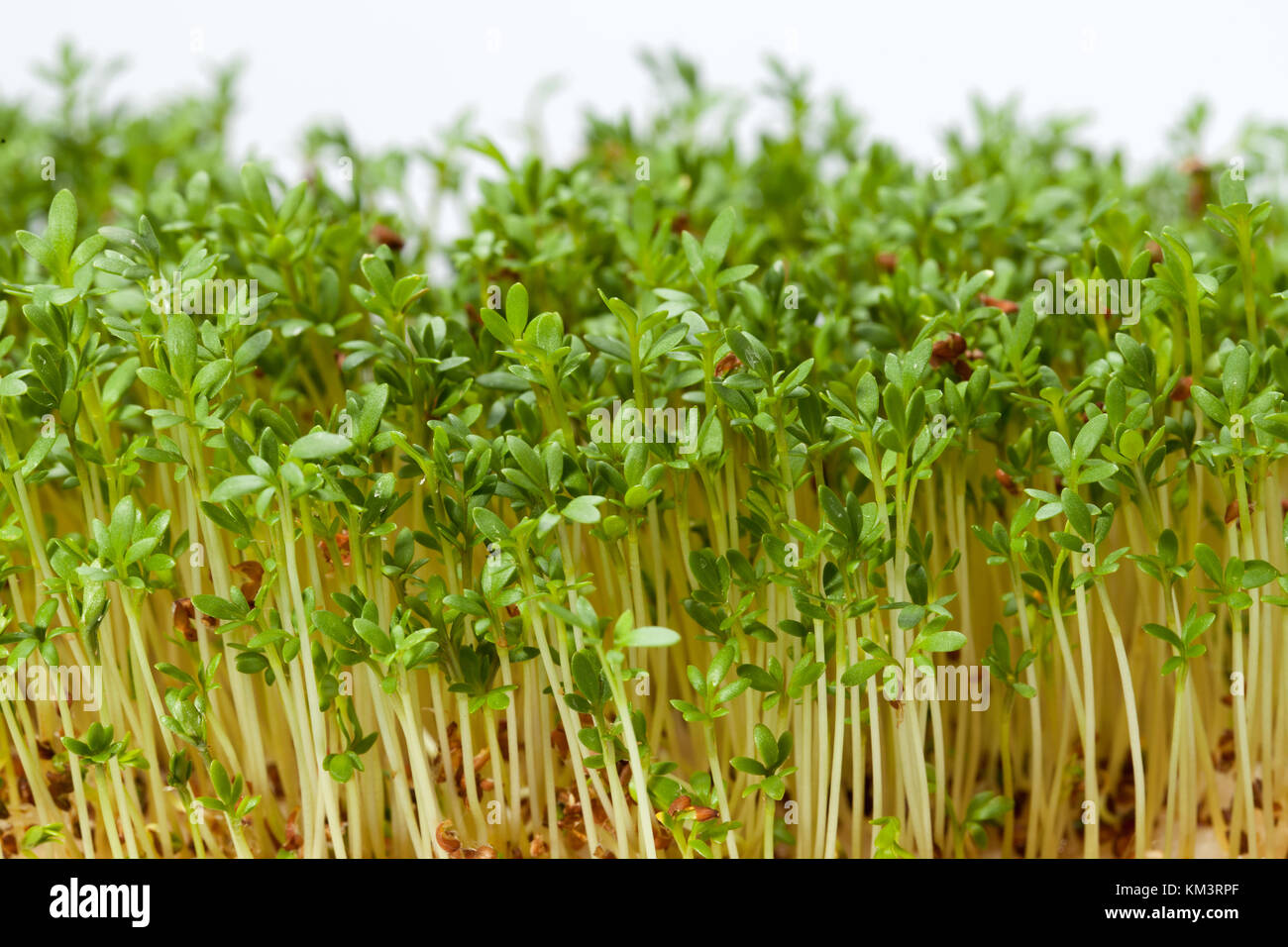 Cress seedlings isolated on white background Stock Photo - Alamy