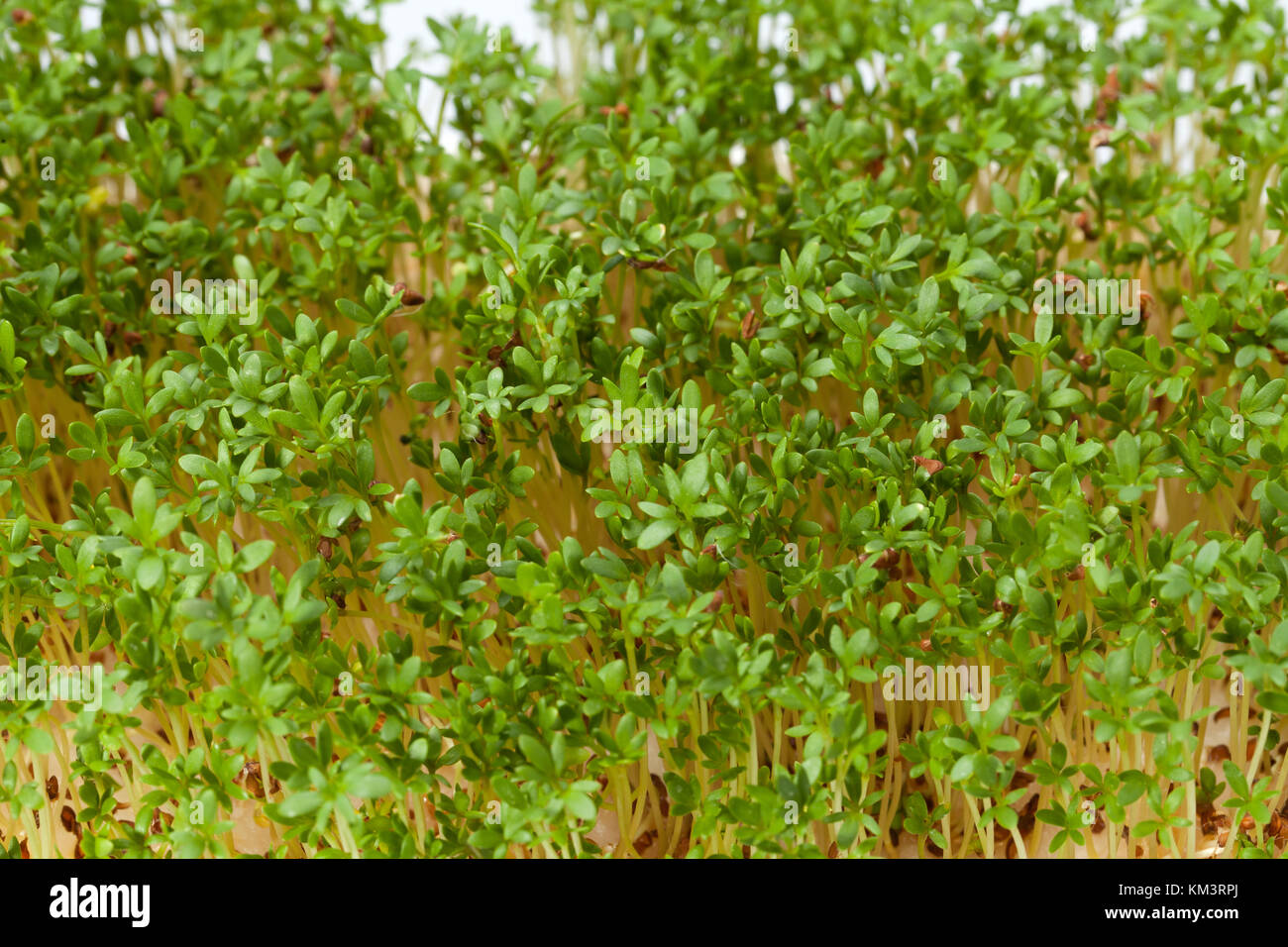 Cress seedlings isolated on white background Stock Photo - Alamy