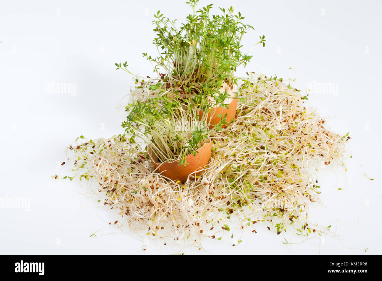 Fresh Alfalfa Sprouts and Spring Easter Egg Stock Photo - Alamy