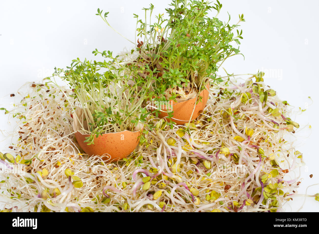 Fresh Alfalfa Sprouts and Spring Easter Egg Stock Photo - Alamy