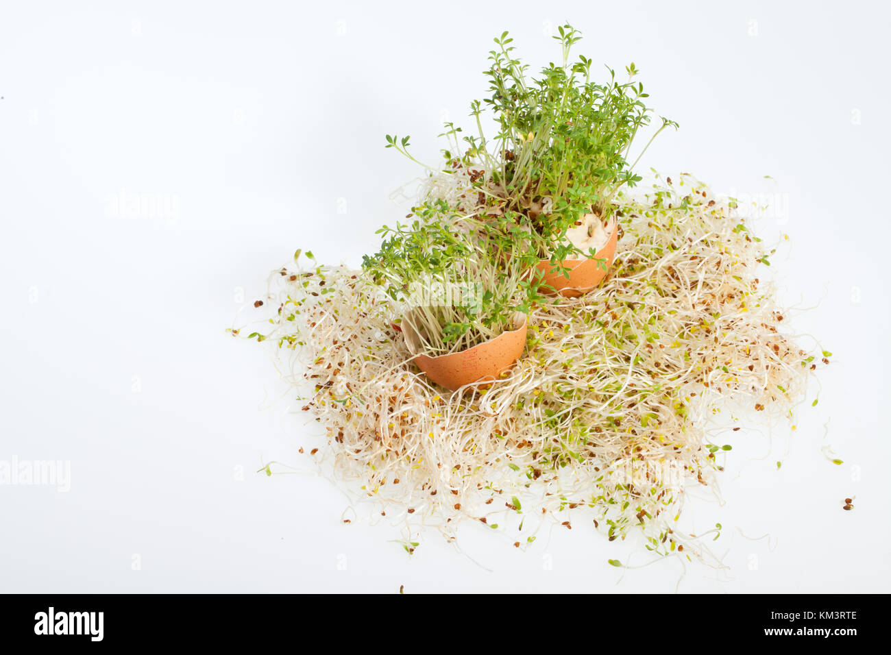 Fresh Alfalfa Sprouts and Spring Easter Egg Stock Photo - Alamy