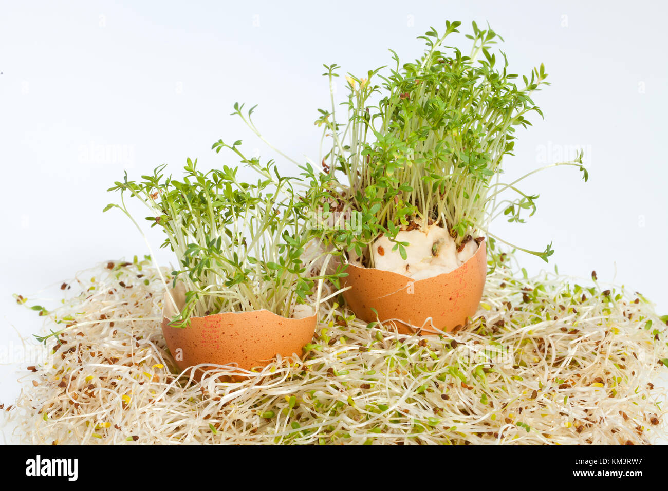 Fresh Alfalfa Sprouts and Spring Easter Egg Stock Photo - Alamy