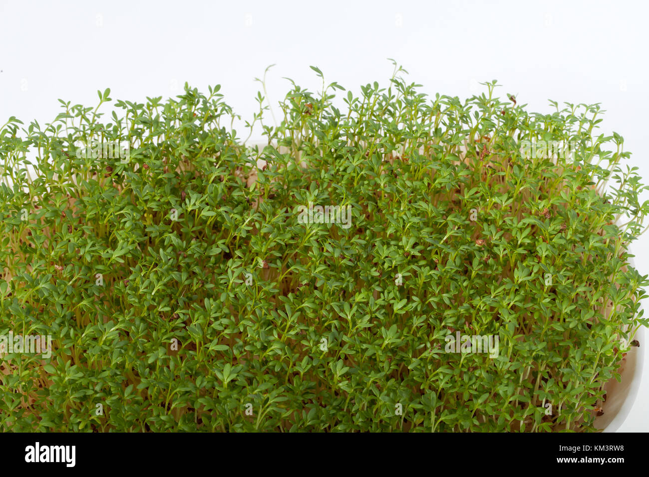 Cress seedlings isolated on white background Stock Photo - Alamy