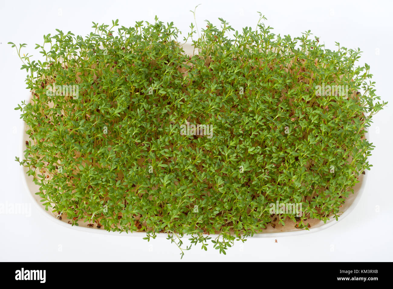 Cress seedlings isolated on white background Stock Photo - Alamy