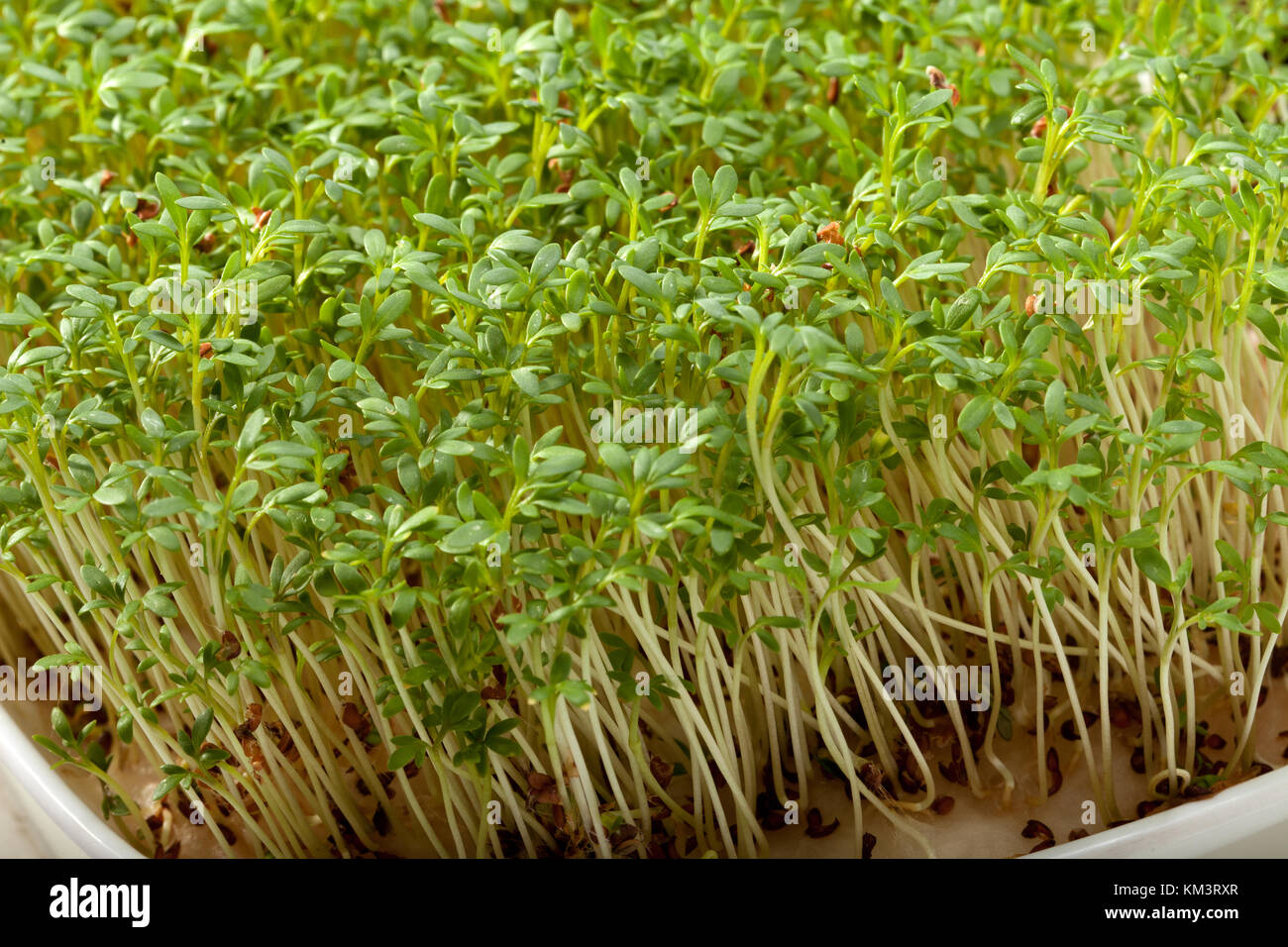 Cress seedlings isolated on white background Stock Photo - Alamy