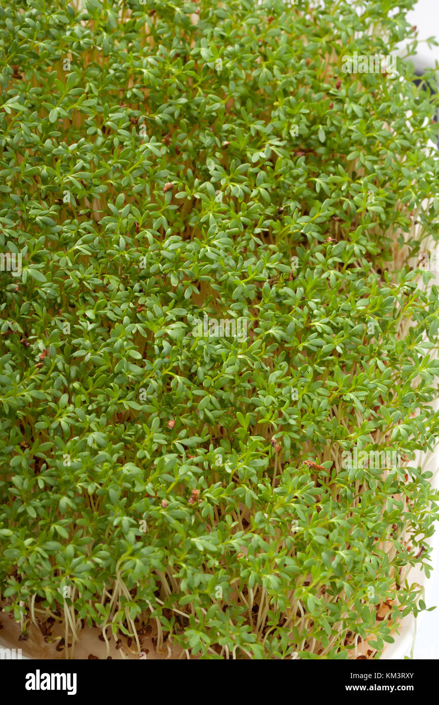Cress seedlings isolated on white background Stock Photo - Alamy