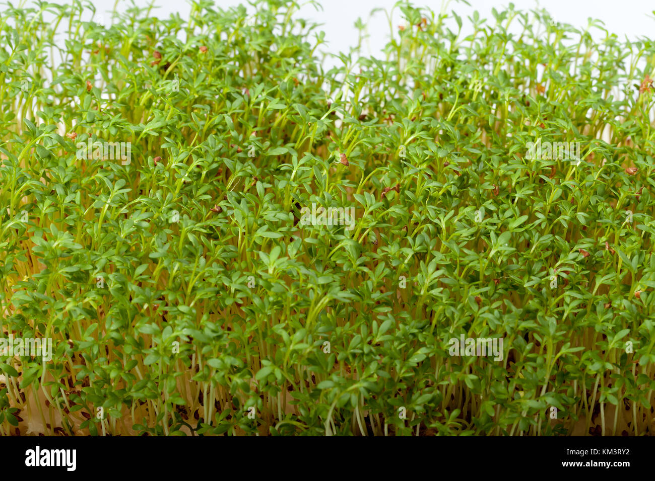 Cress seedlings isolated on white background Stock Photo - Alamy
