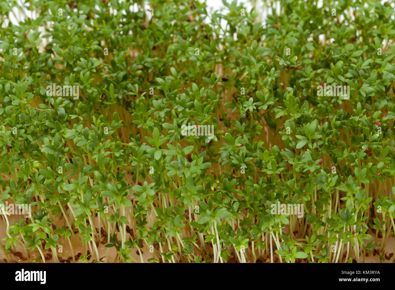 Cress seedlings isolated on white background Stock Photo - Alamy