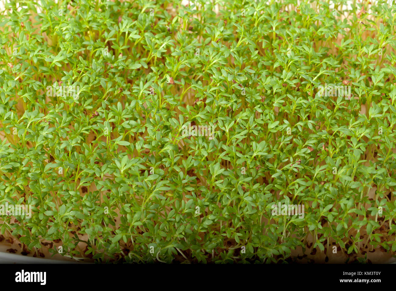 Cress seedlings isolated on white background Stock Photo - Alamy